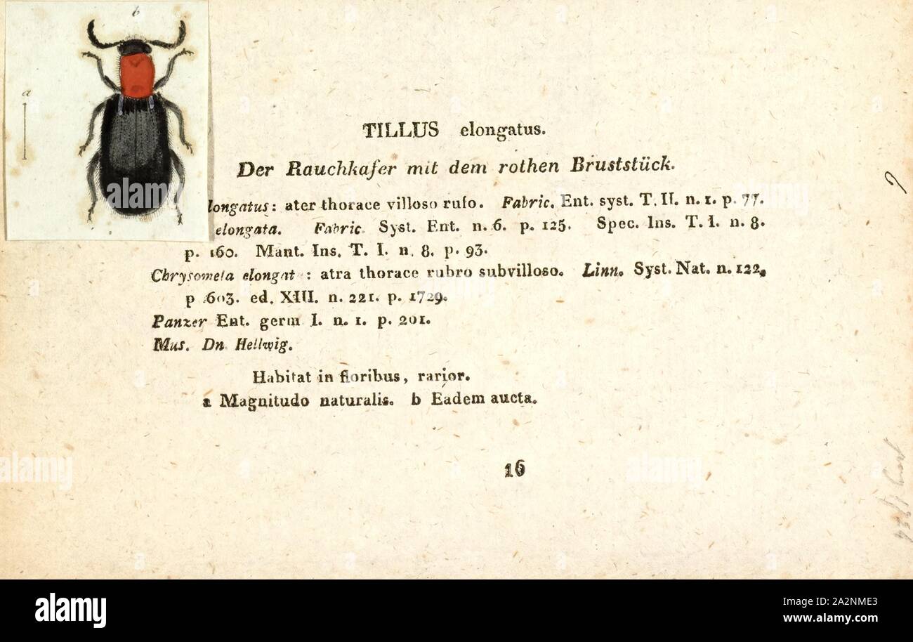 Tillus hi-res stock photography and images - Alamy