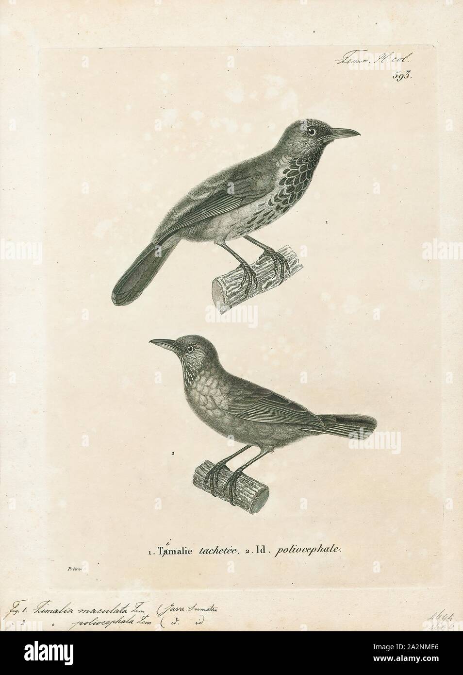 Timalia maculata, Print, Chestnut-capped babbler, The chestnut-capped ...