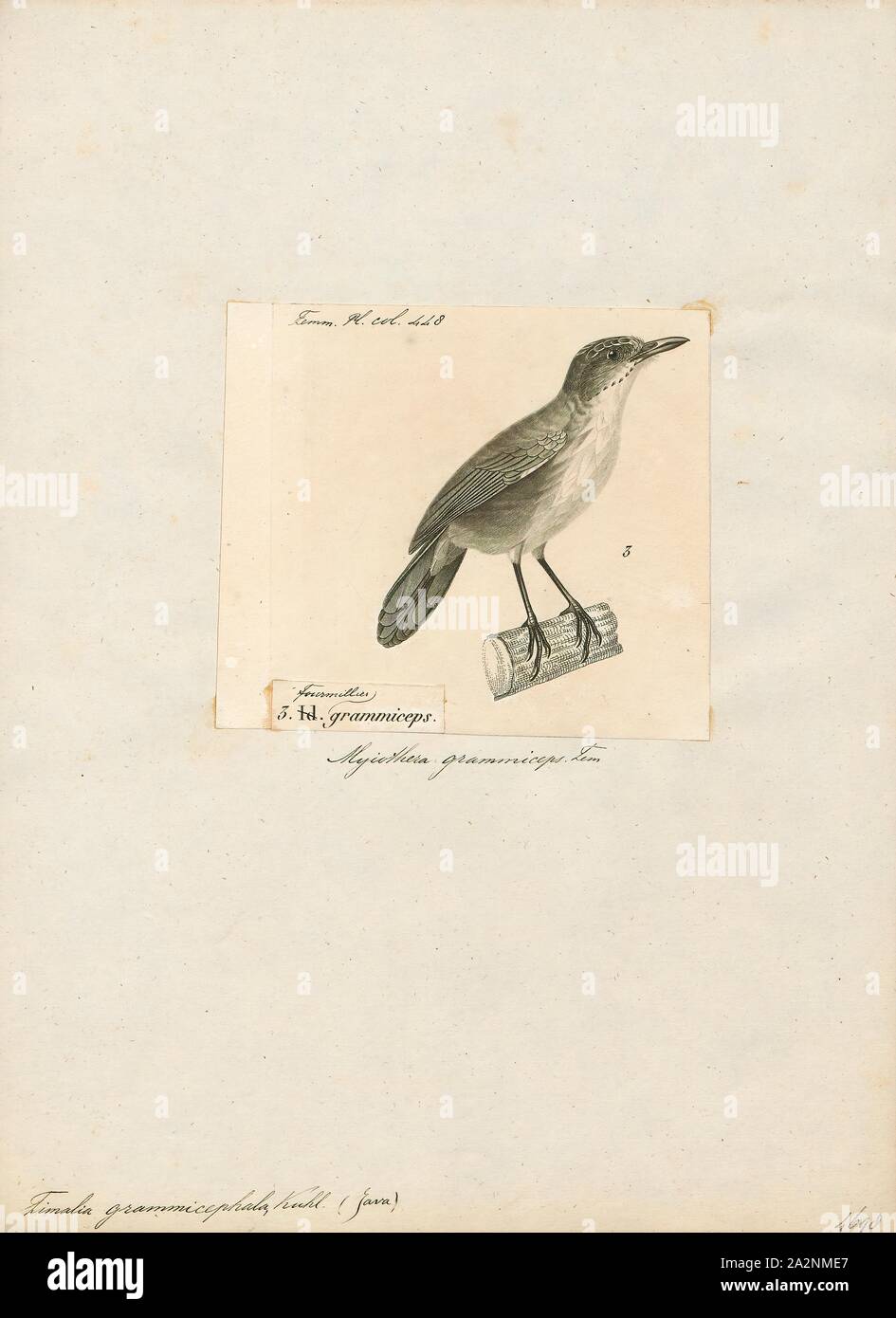 Timalia grammicephala, Print, Chestnut-capped babbler, The chestnut ...