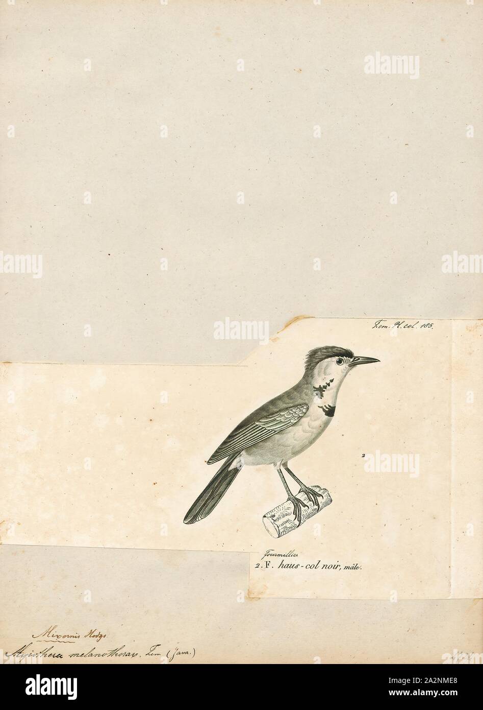 Timalia melanothorax, Print, Chestnut-capped babbler, The chestnut ...