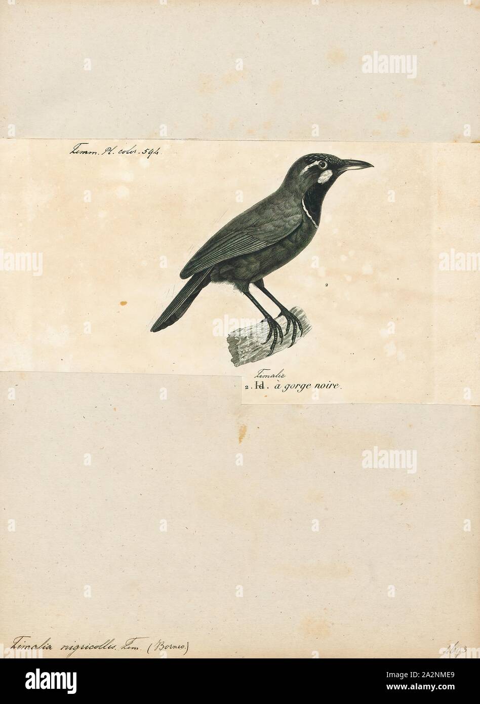 Timalia nigricollis, Print, Chestnut-capped babbler, The chestnut ...