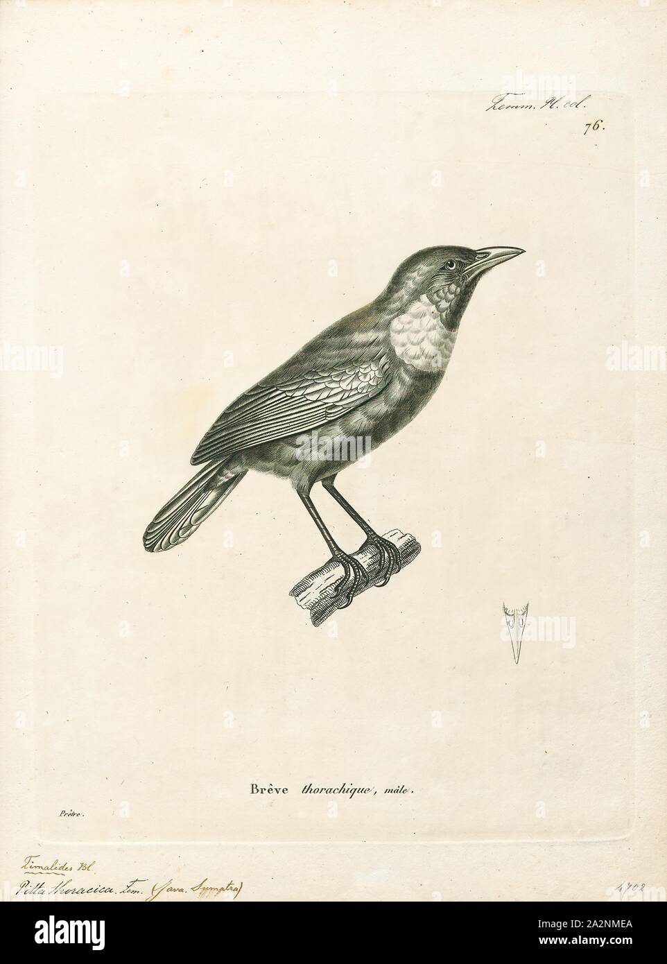Timalia thoracica, Print, Chestnut-capped babbler, The chestnut-capped ...