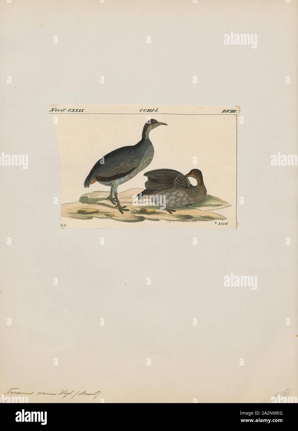 Tinamus canus hi-res stock photography and images - Alamy