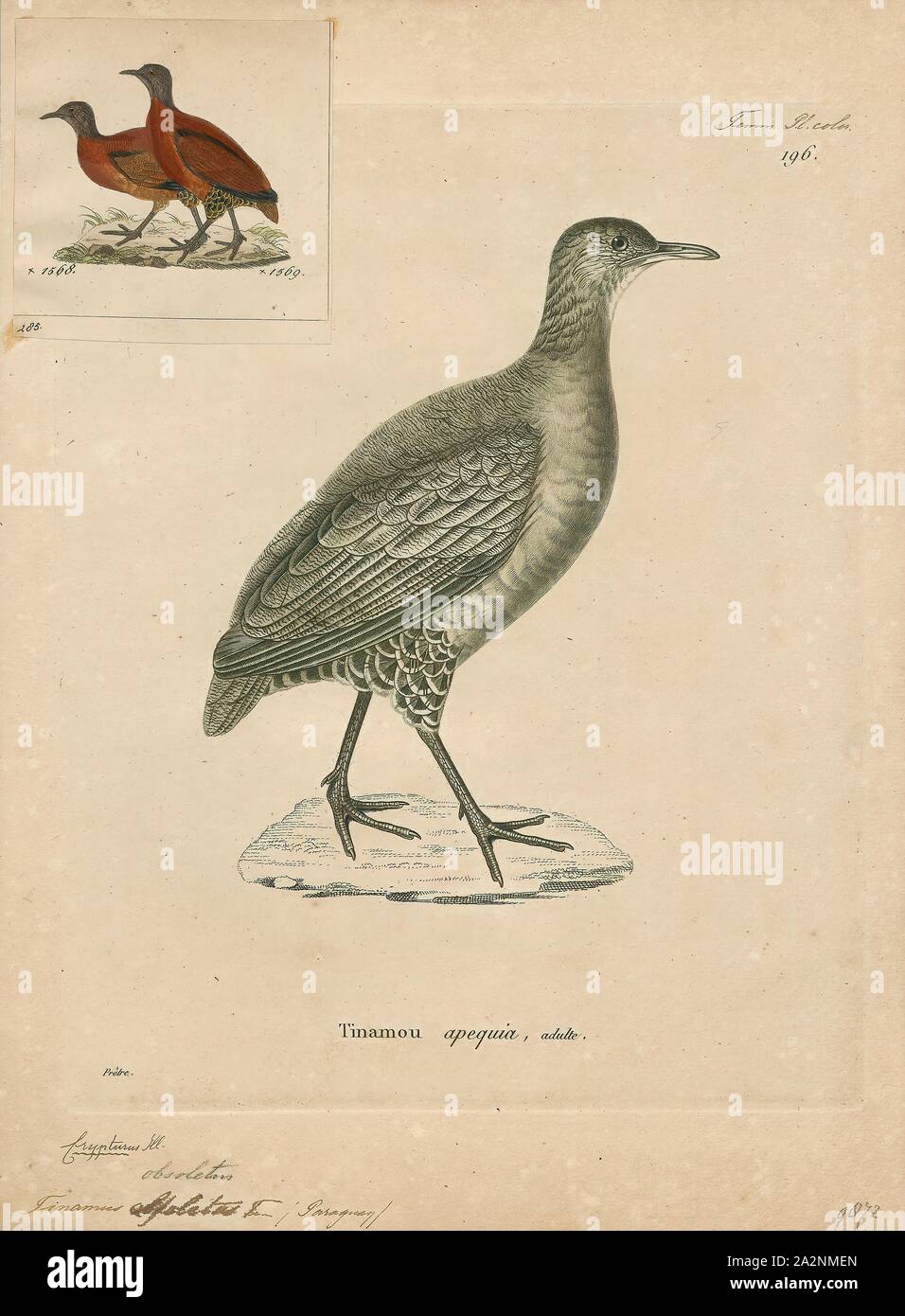 Tinamus obsoletus, Print, Tinamus is a genus of birds in the tinamou ...