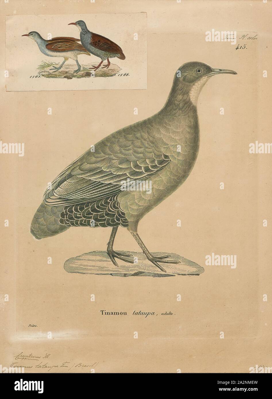 Tinamus tataupa hi-res stock photography and images - Alamy