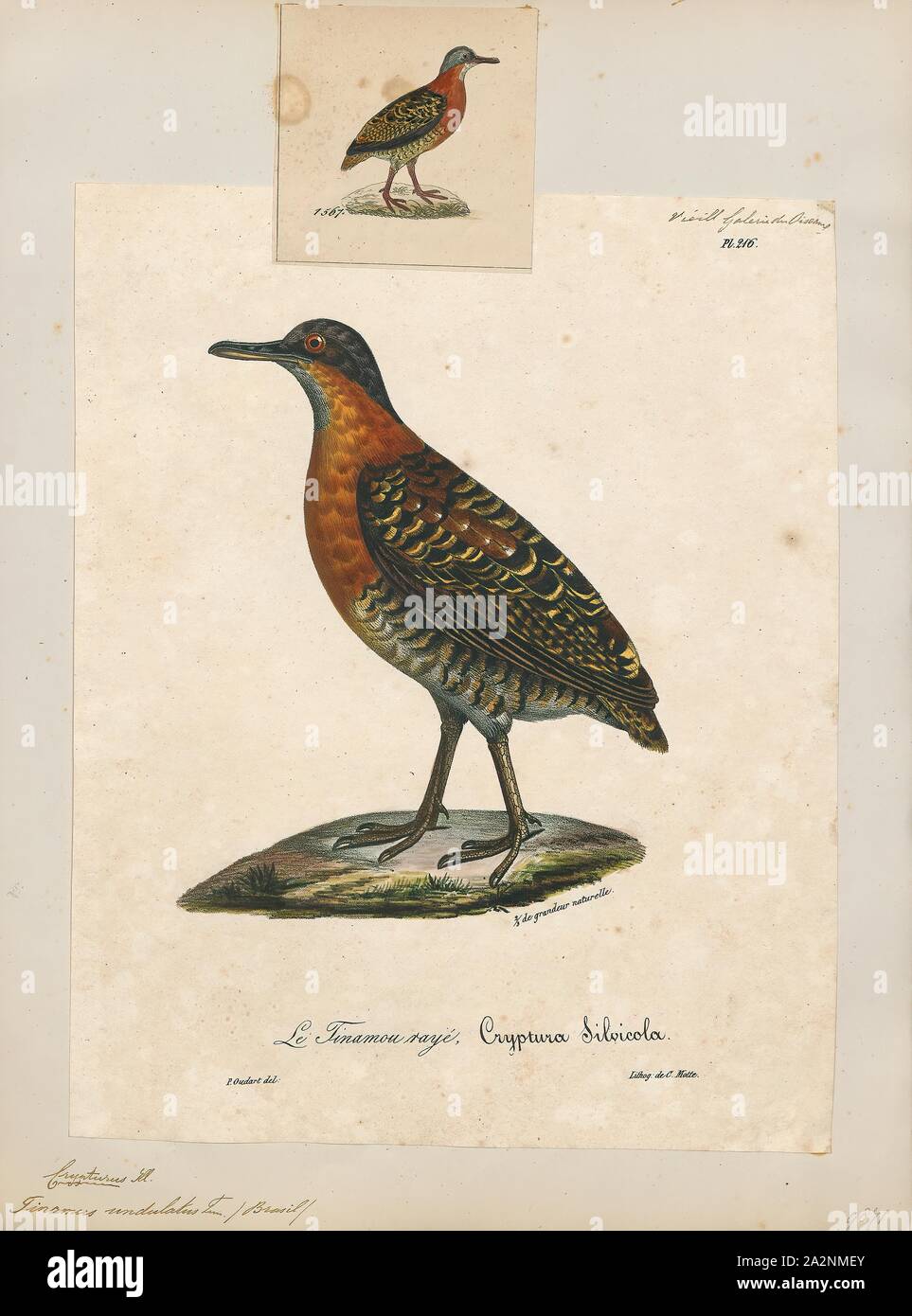 Tinamus undulatus hi-res stock photography and images - Alamy