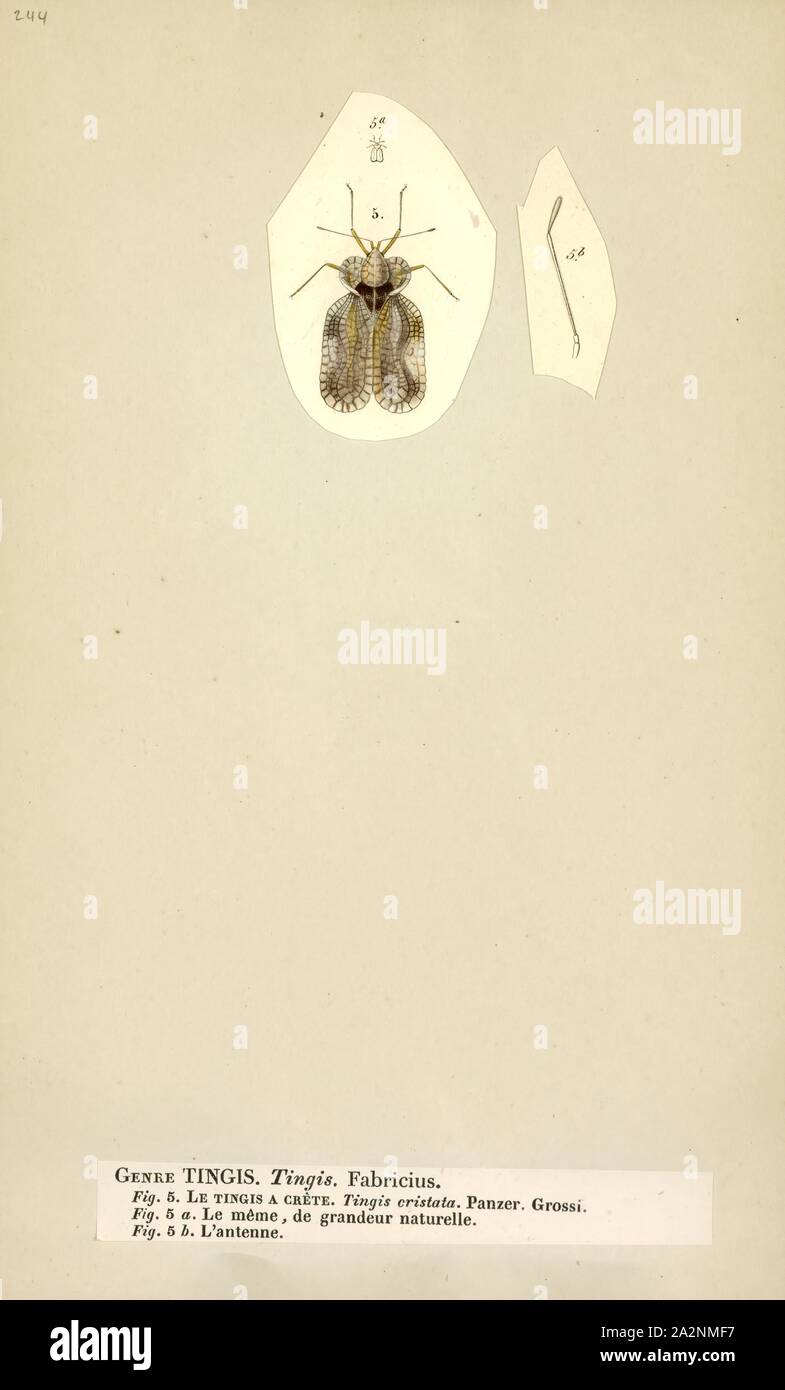 Tingis hi-res stock photography and images - Alamy