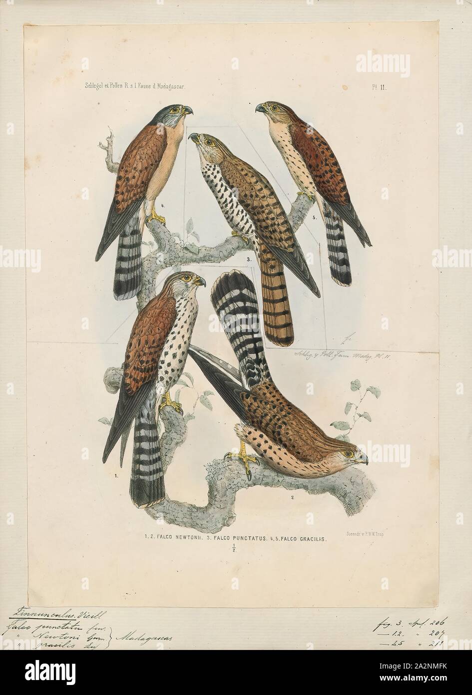 Punctatus hi-res stock photography and images - Alamy