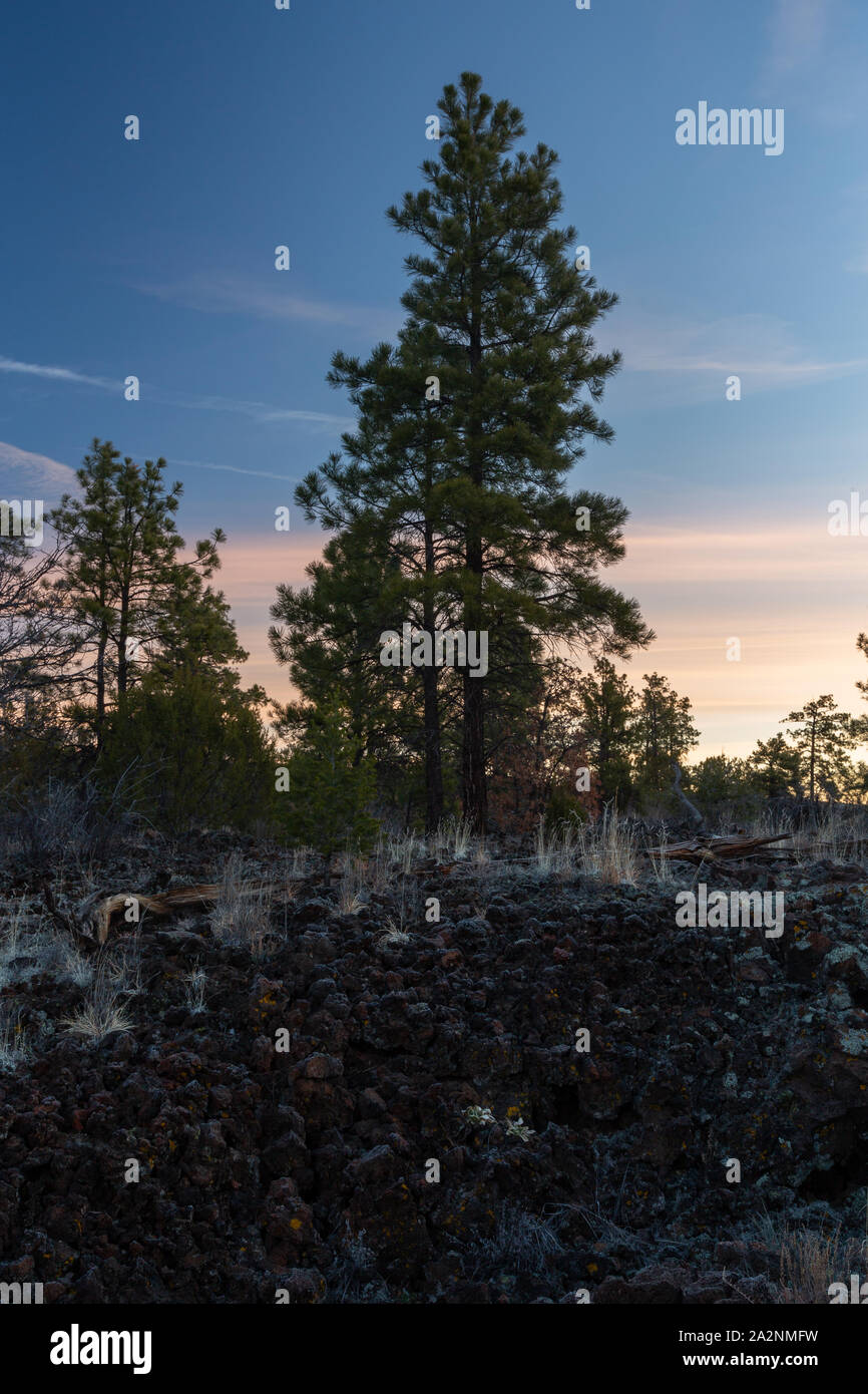 A tall ponderosa pine trees growing above a ledge left from a lava flow ...