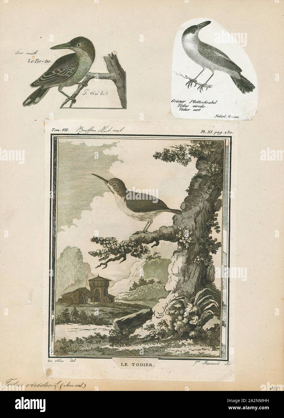 Todus viridis, Print, Todus is a genus of birds in the family Todidae ...