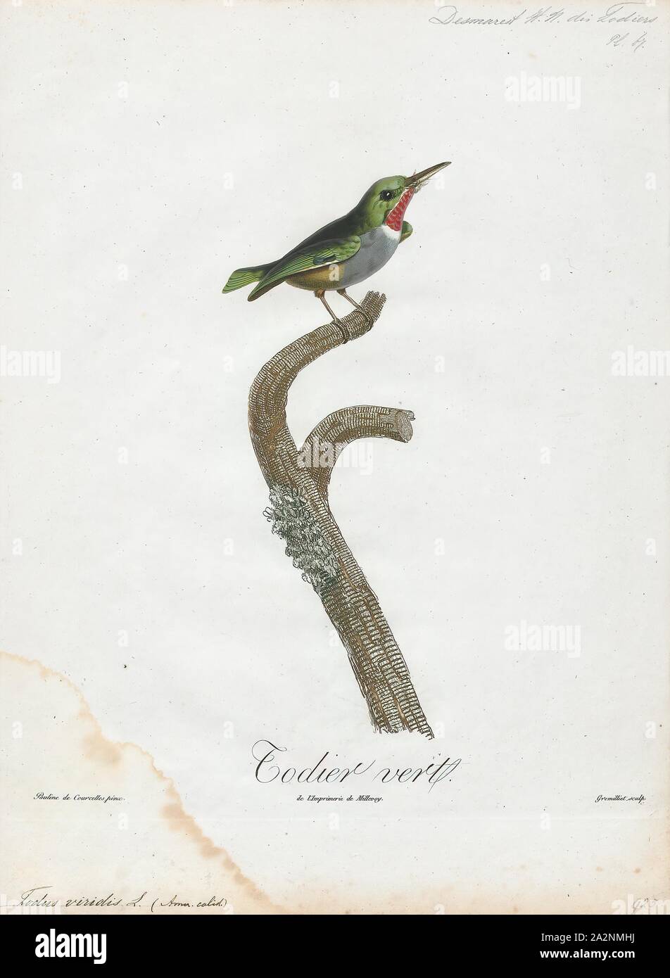 Todus viridis, Print, Todus is a genus of birds in the family Todidae ...