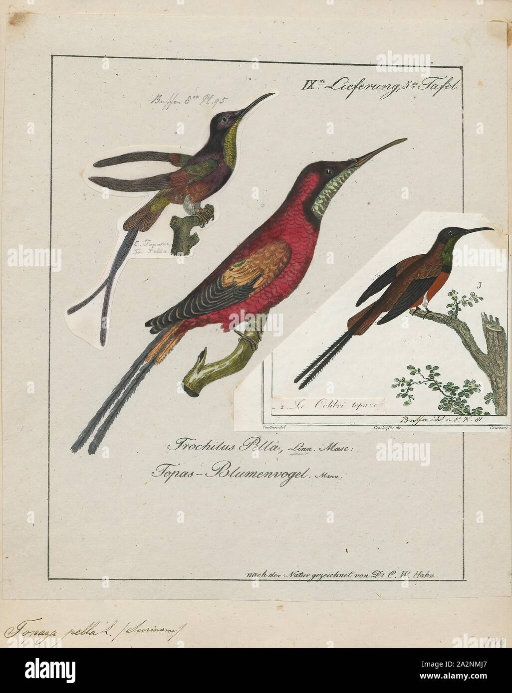 Topaza pella, Print, The crimson topaz (Topaza pella) is a species of ...