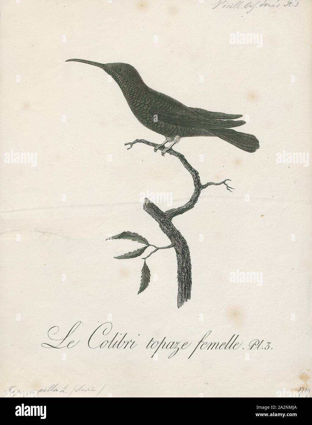 Topaza pella, Print, The crimson topaz (Topaza pella) is a species of ...