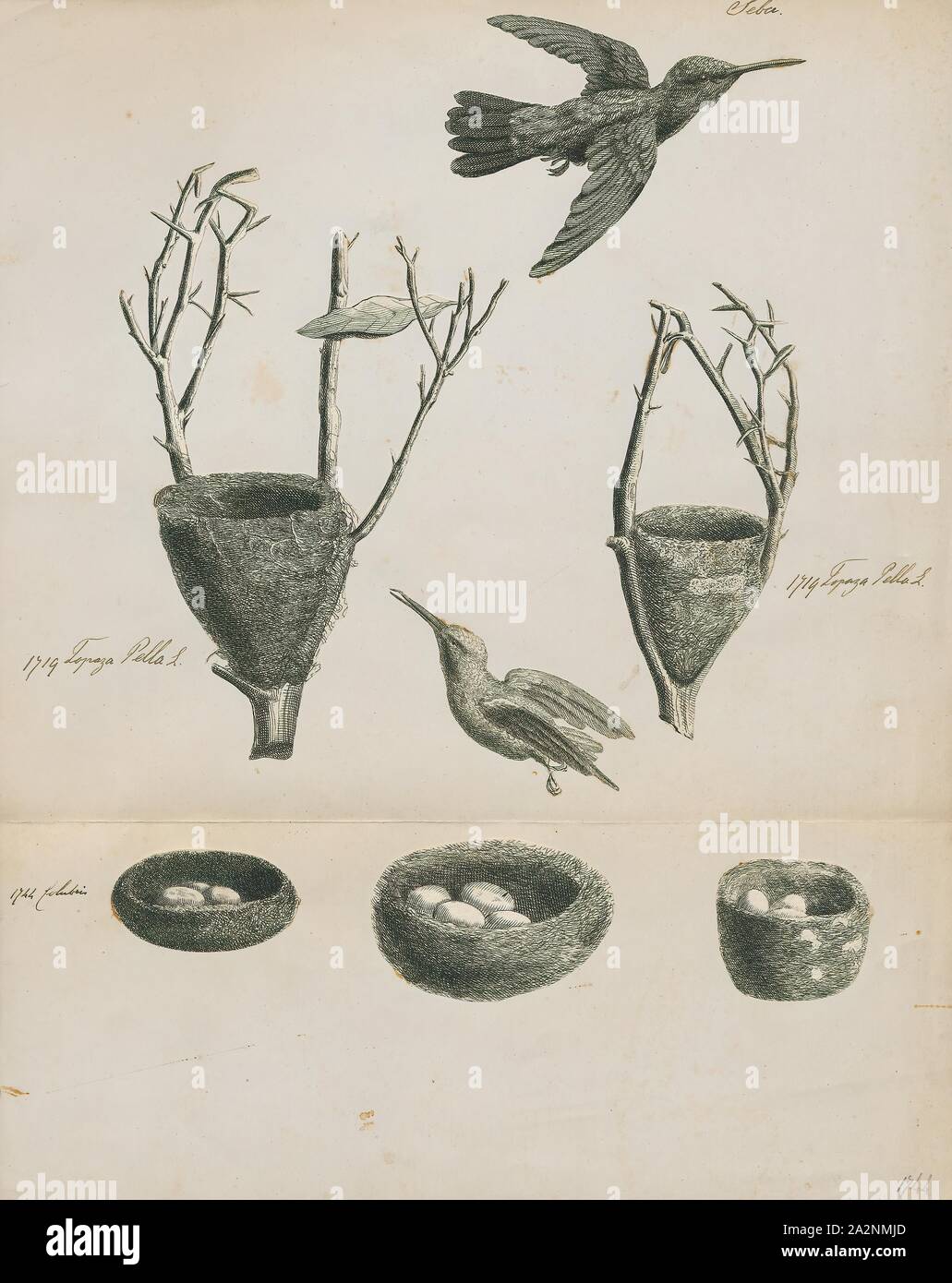 Topaza pella, Print, The crimson topaz (Topaza pella) is a species of ...