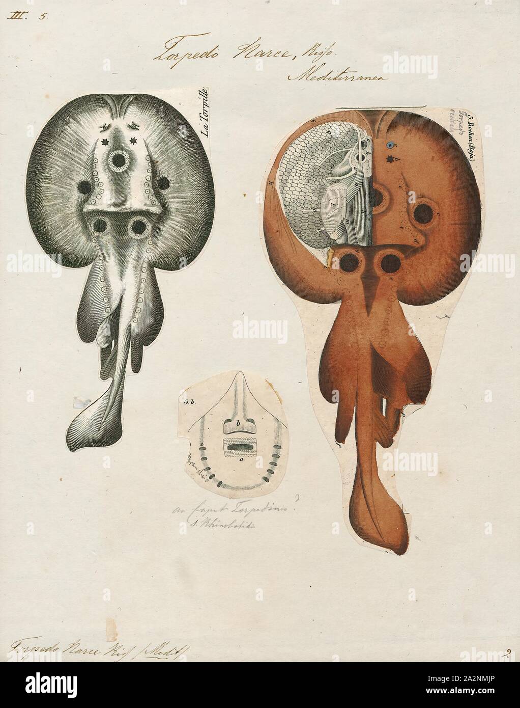 Torpedo narce, Print, 1700-1880 Stock Photo - Alamy