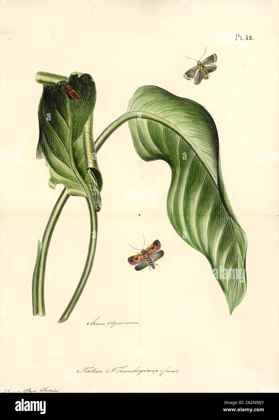 Tortricidae hi-res stock photography and images - Alamy