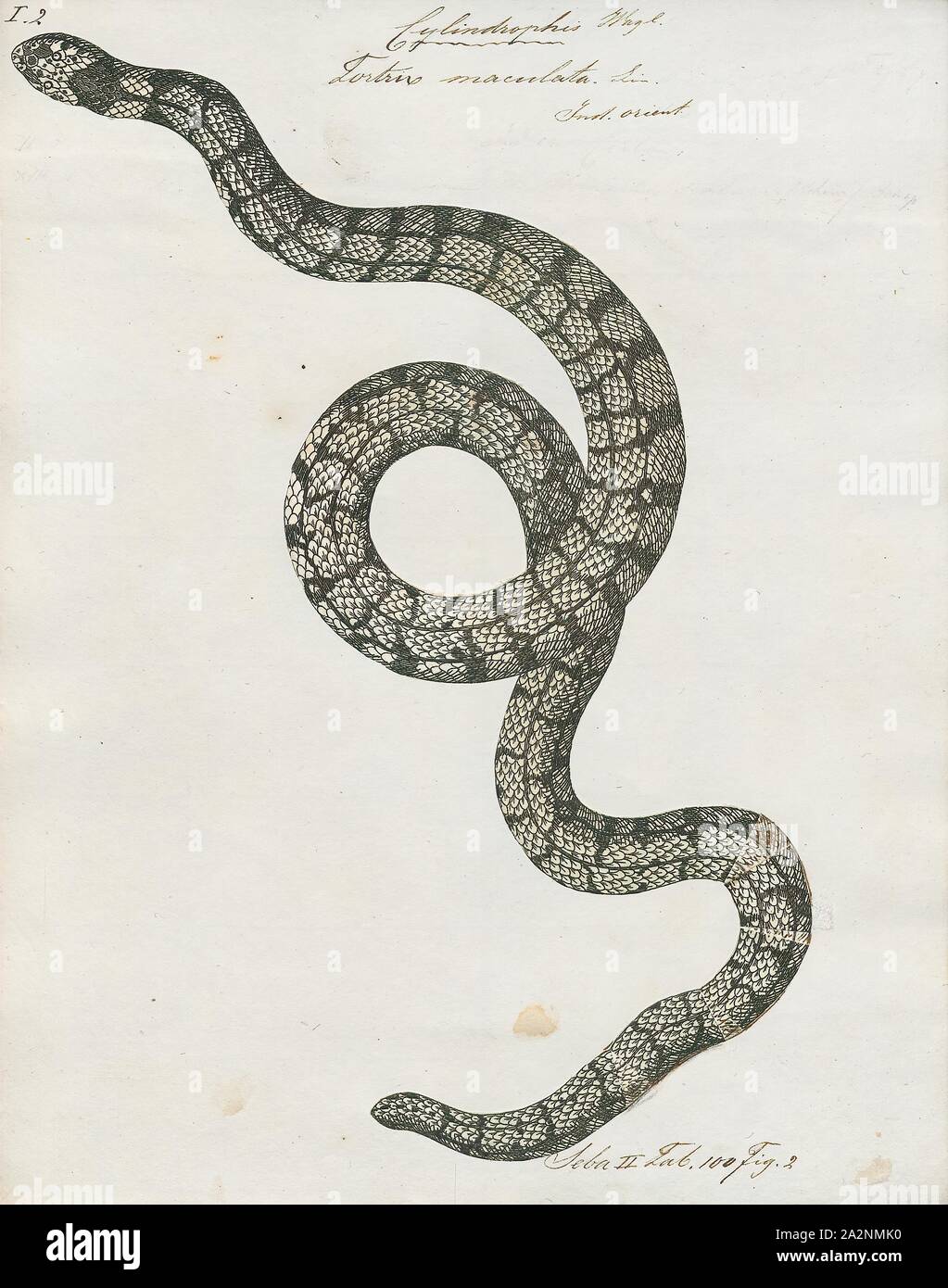 Tortrix maculata, Print, Tortrix is a genus of moths belonging to the ...