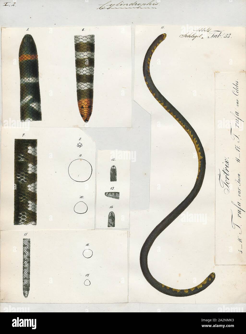 Red tailed snake hi-res stock photography and images - Alamy