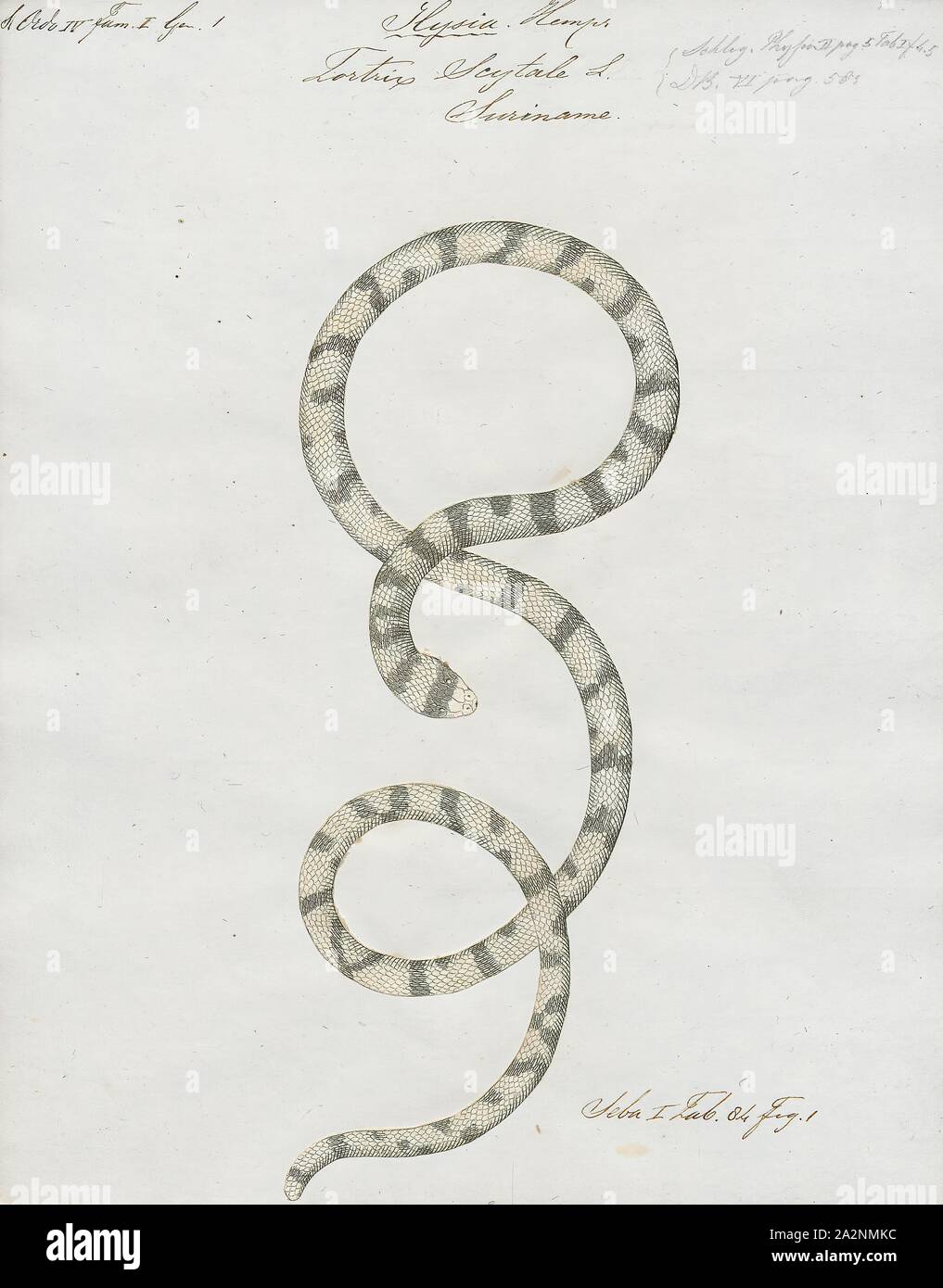 Pelvic girdle hi-res stock photography and images - Alamy