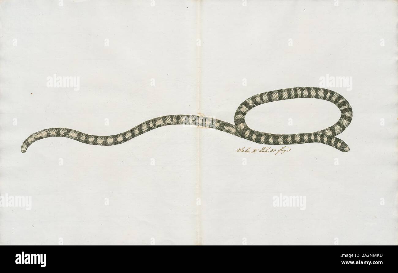 Tortrix scytale, Print, The Aniliidae are a monotypic family created ...