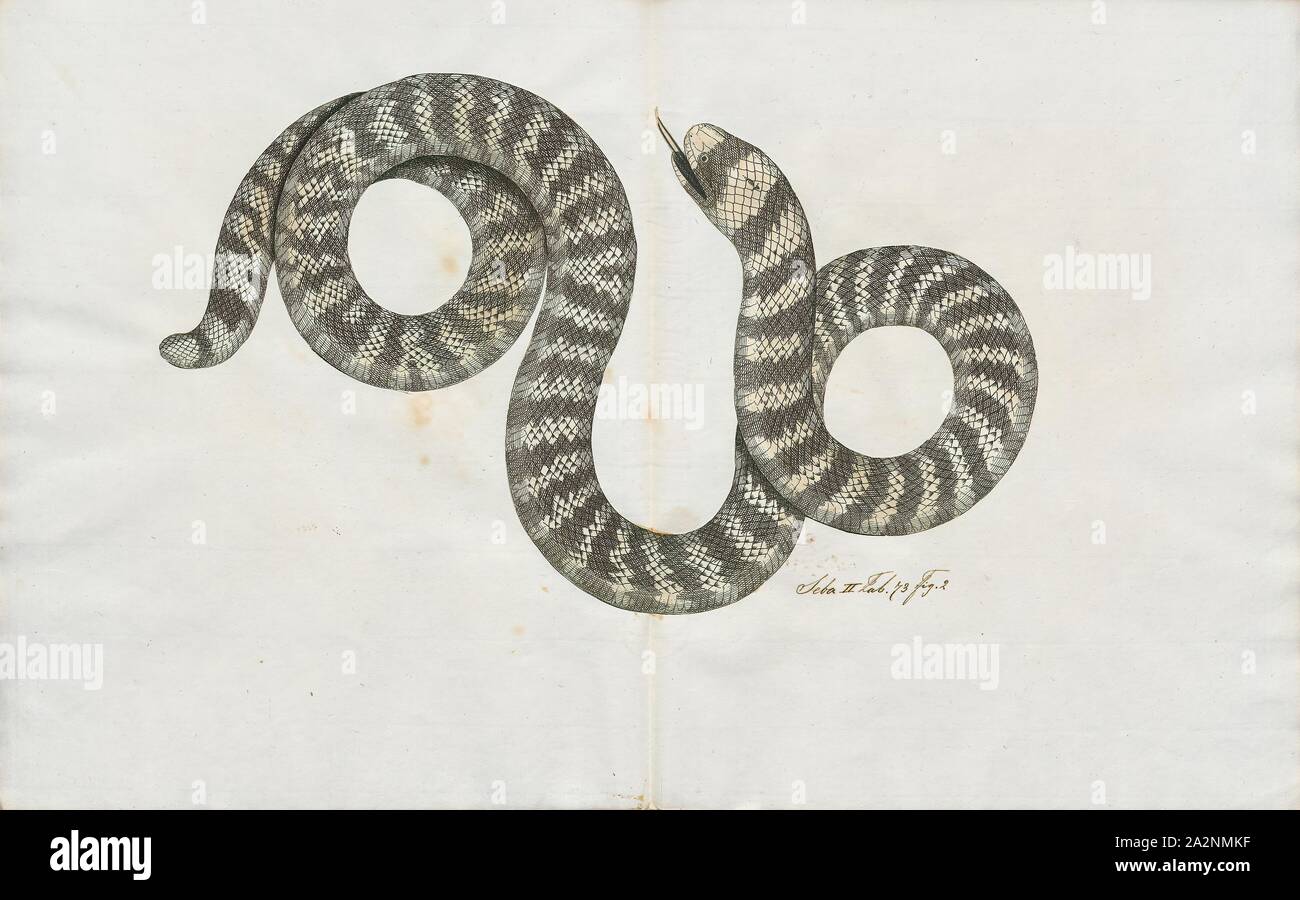 Pelvic girdle hi-res stock photography and images - Alamy