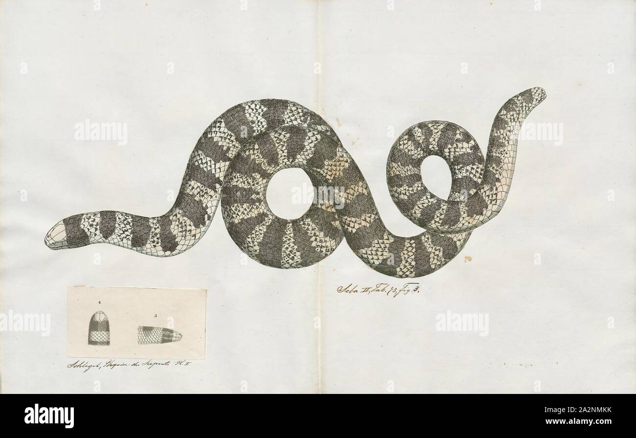 Monotypic family created hi-res stock photography and images - Alamy