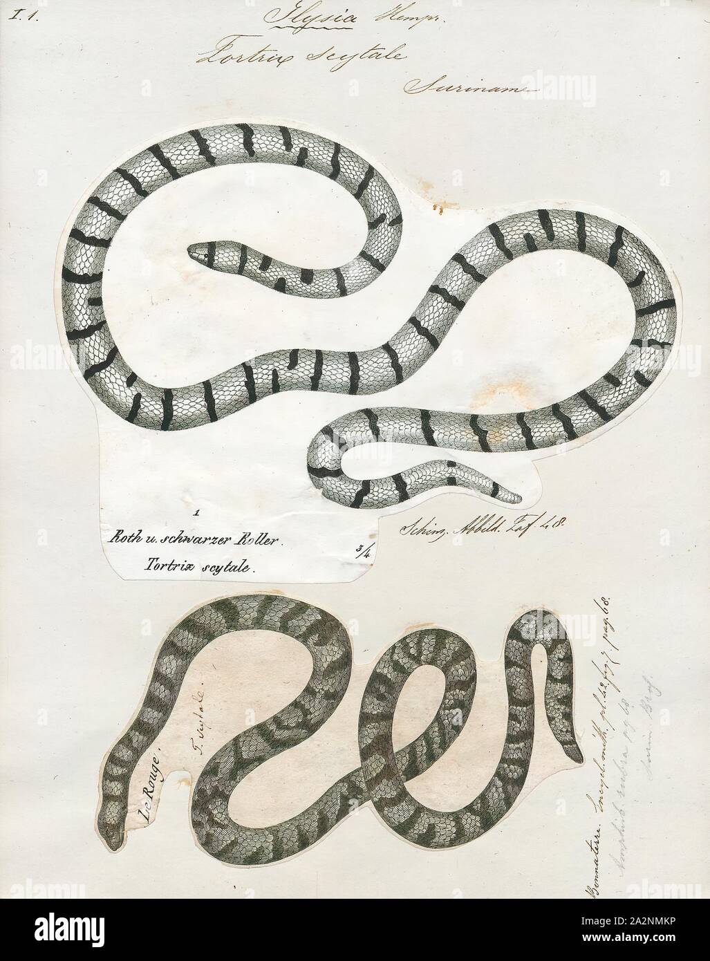 American pipe snake anilius scytale hi-res stock photography and images ...