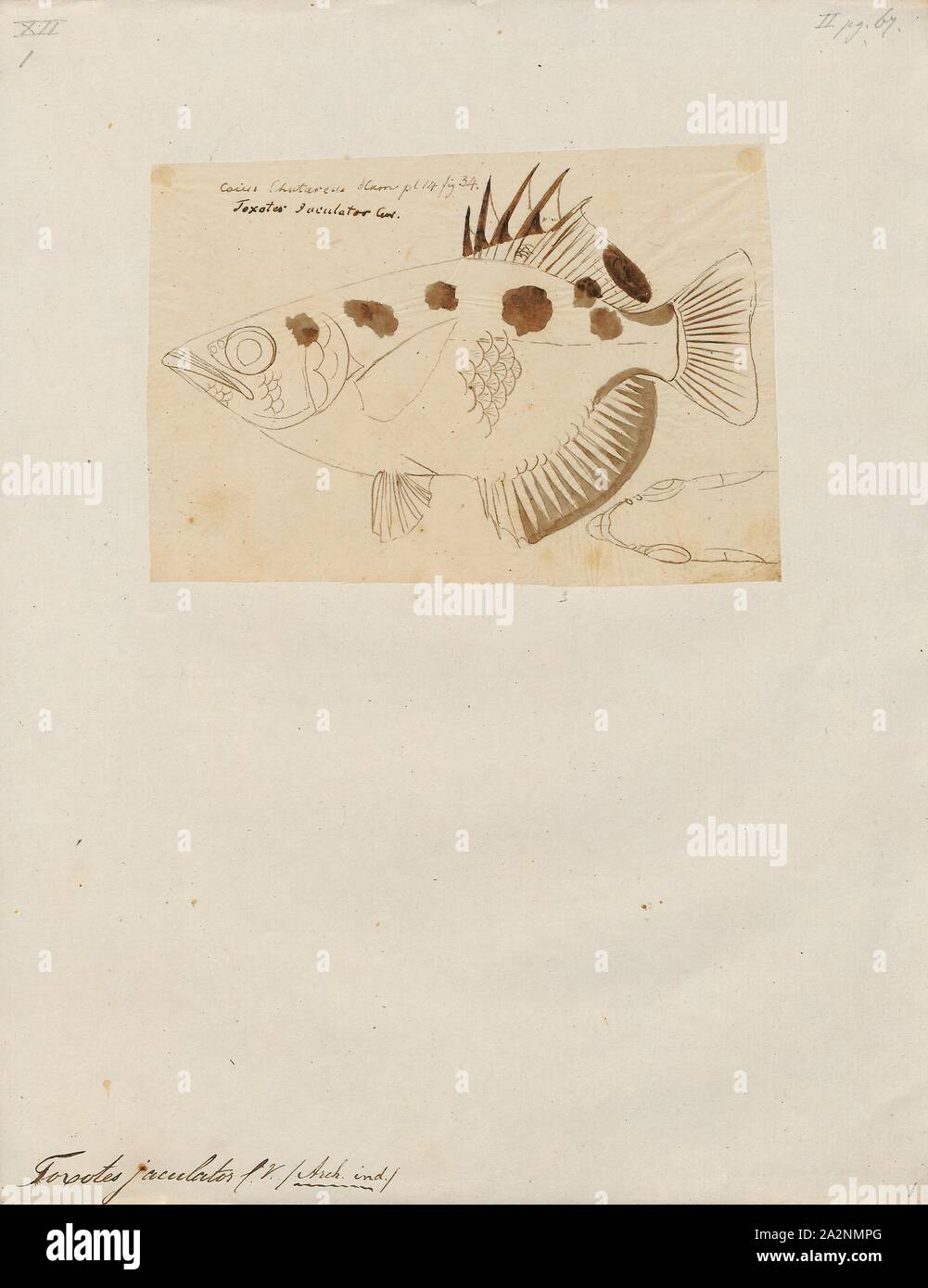 Toxotes jaculator, Print, 1700-1880 Stock Photo - Alamy