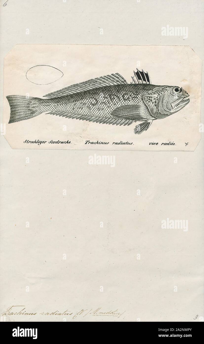 Trachinus radiatus, Print, The starry weever, Trachinus radiatus, is a ...
