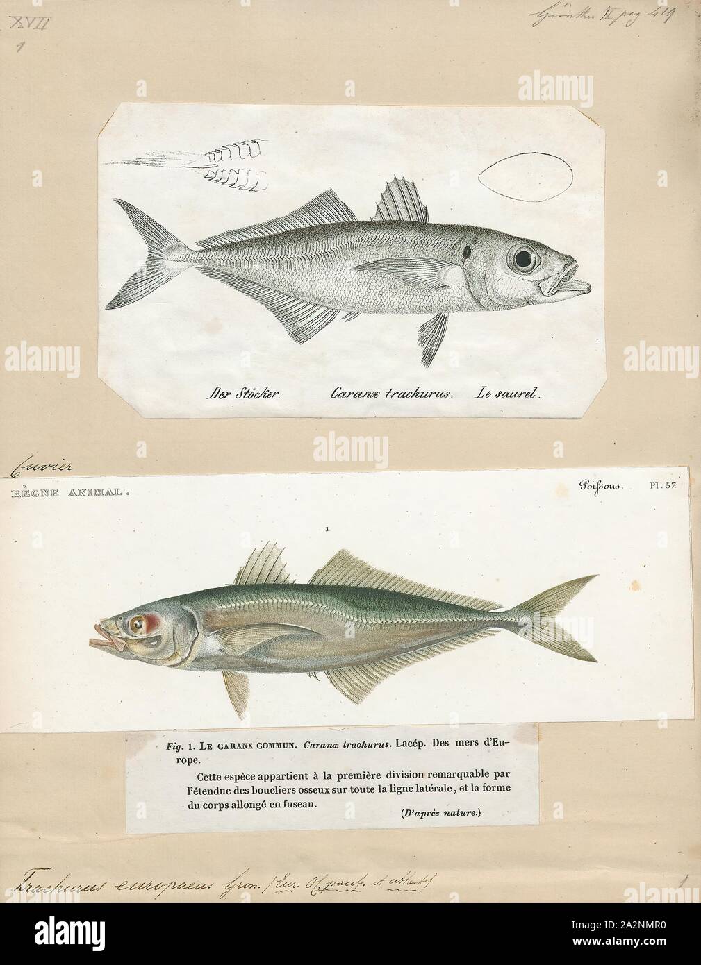 Fish legend hi-res stock photography and images - Alamy