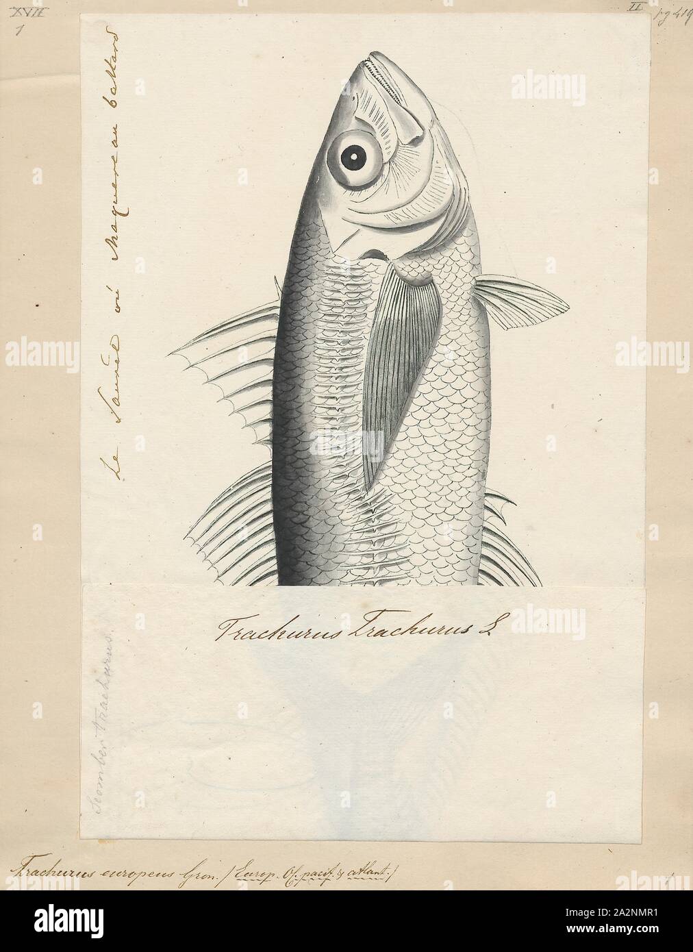 Trachurus trachurus, Print, The Atlantic horse mackerel (Trachurus ...