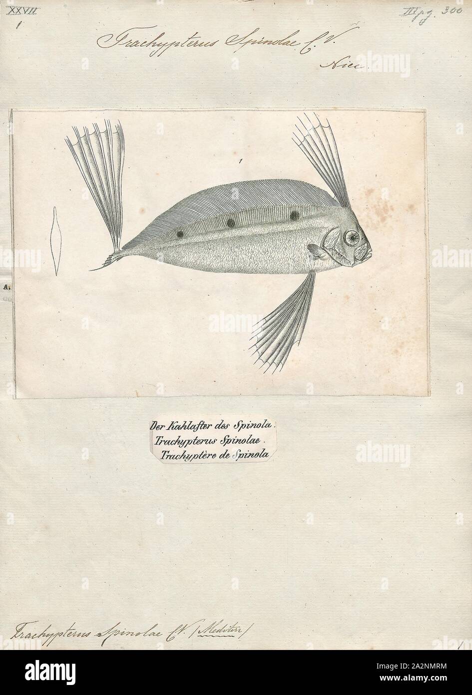 Trachypterus spinolae hi-res stock photography and images - Alamy