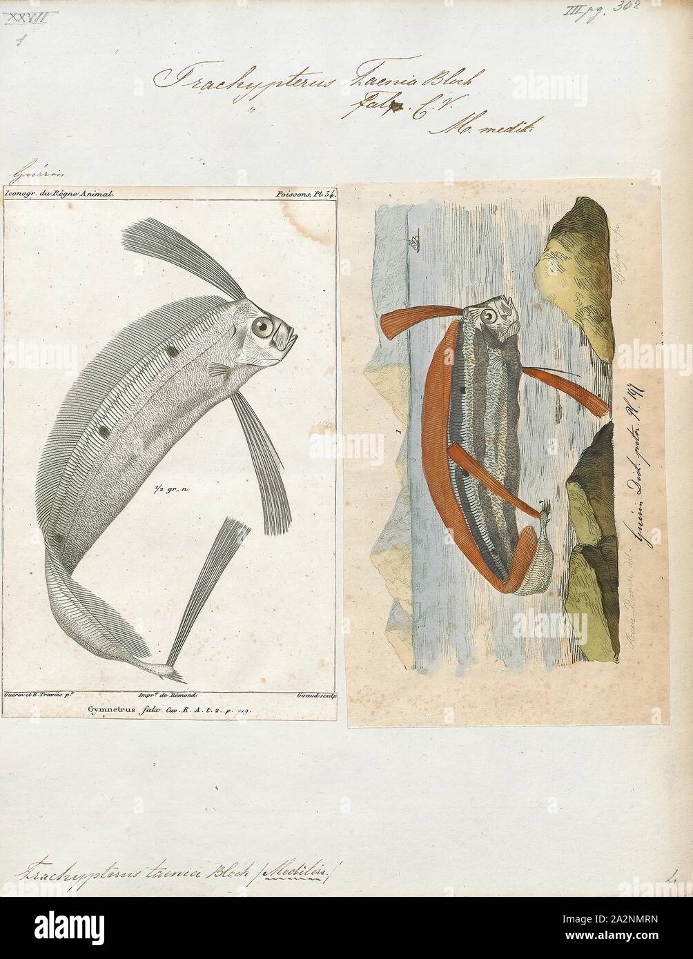 Trachypterus taenia hi-res stock photography and images - Alamy