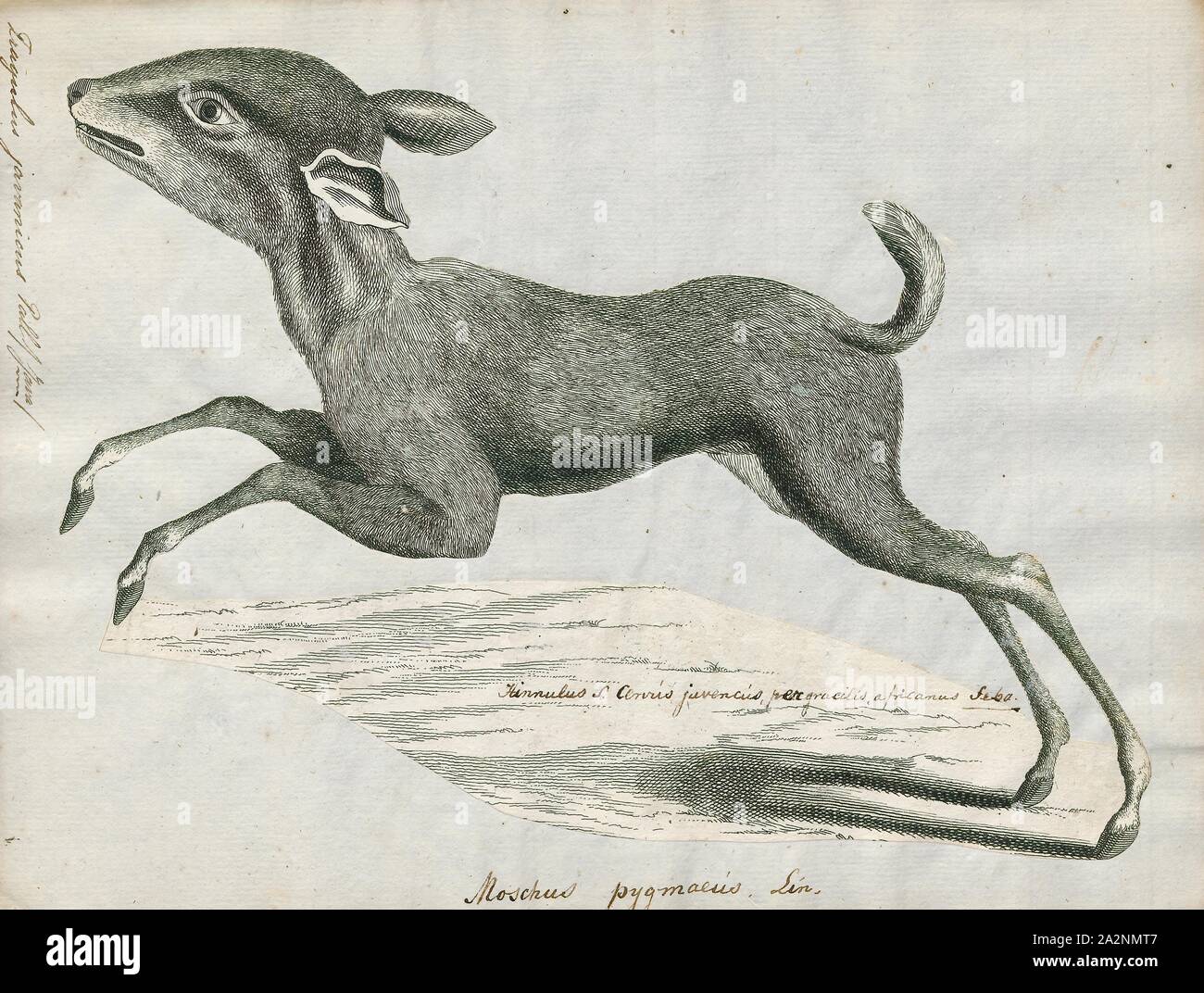 Tragulidae hi-res stock photography and images - Alamy