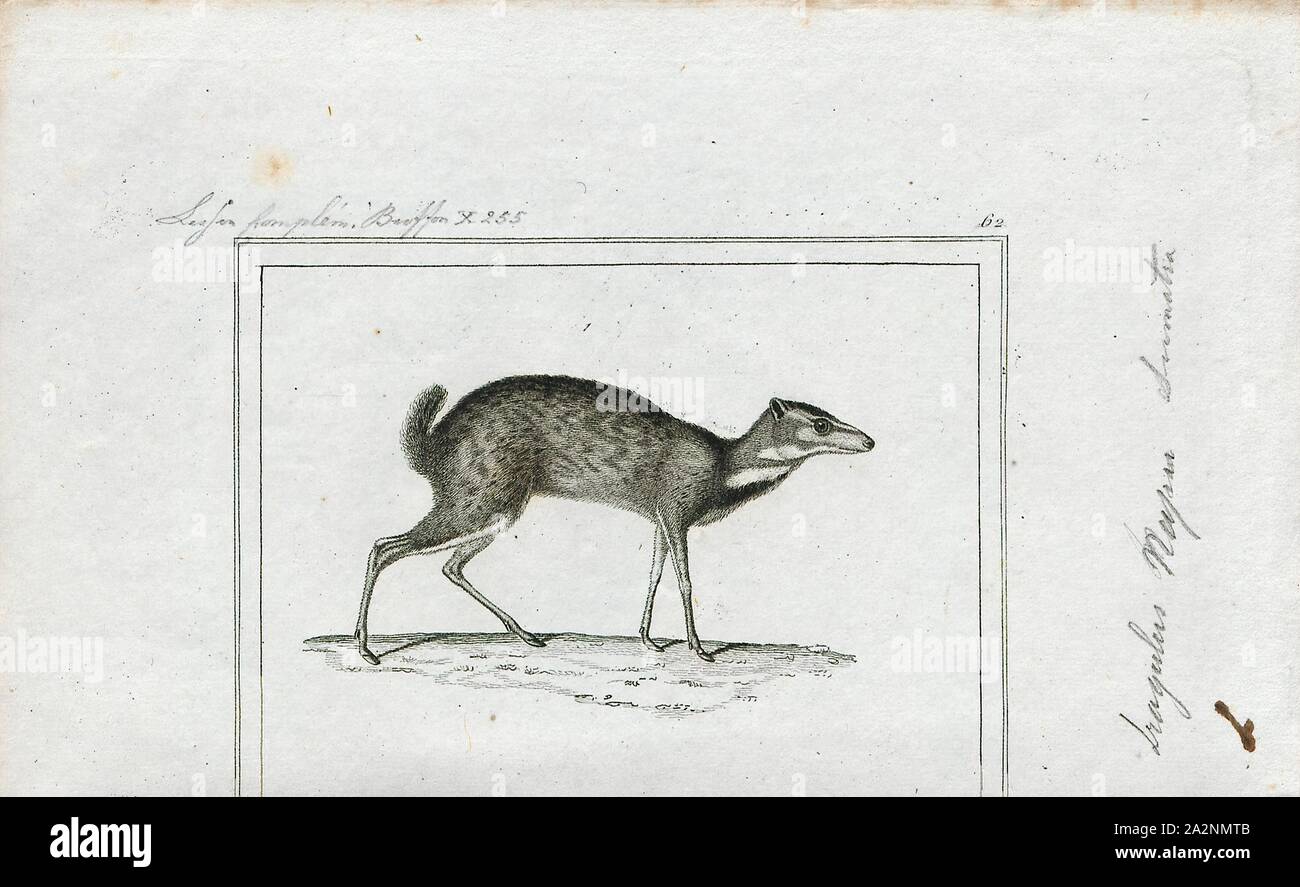 Greater malay mouse deer tragulus napu hi-res stock photography and ...