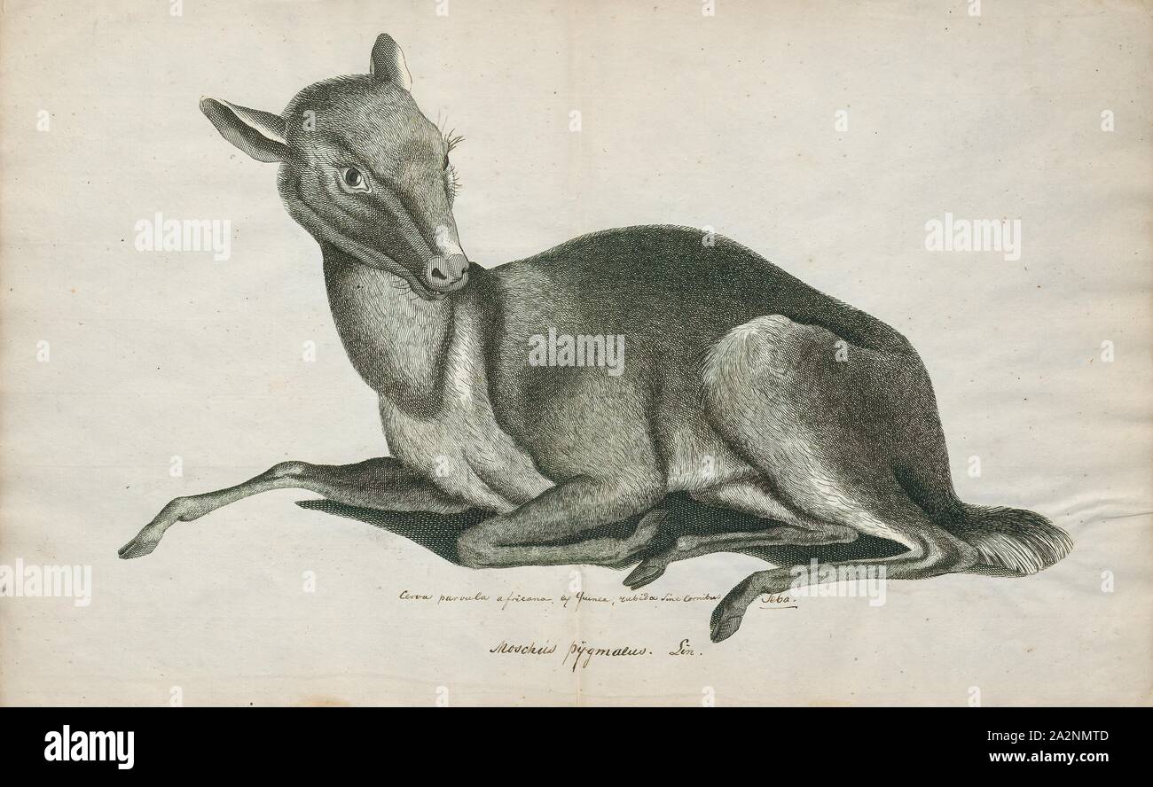 Tragulus pygmaeus, Print, Tragulus is a genus of even-toed ungulates in ...