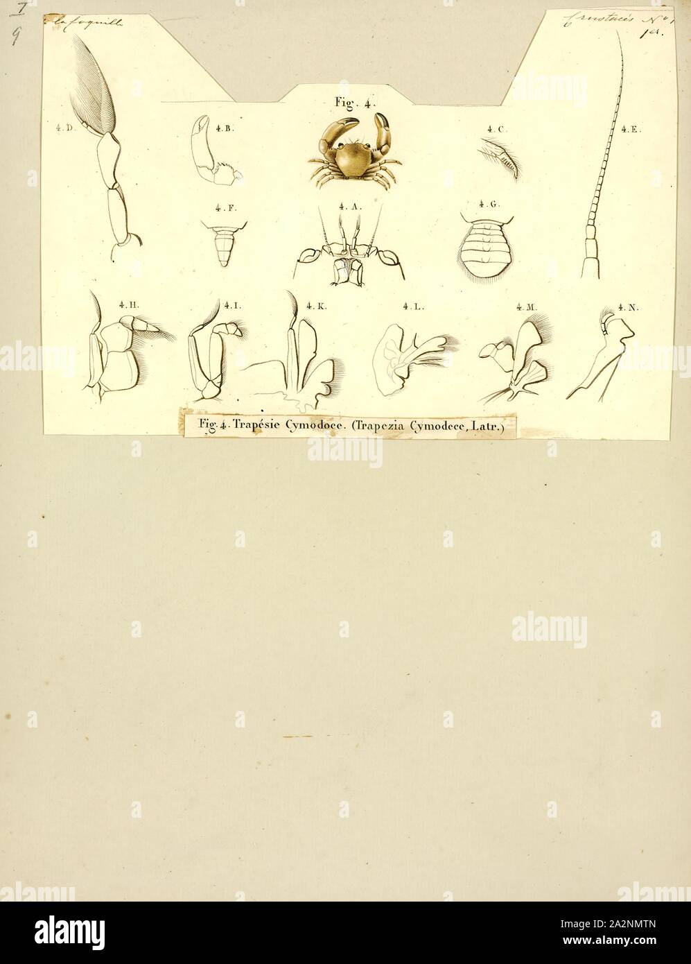 Trapezia cymodoce, Print, Trapezia is a genus of guard crabs in the ...