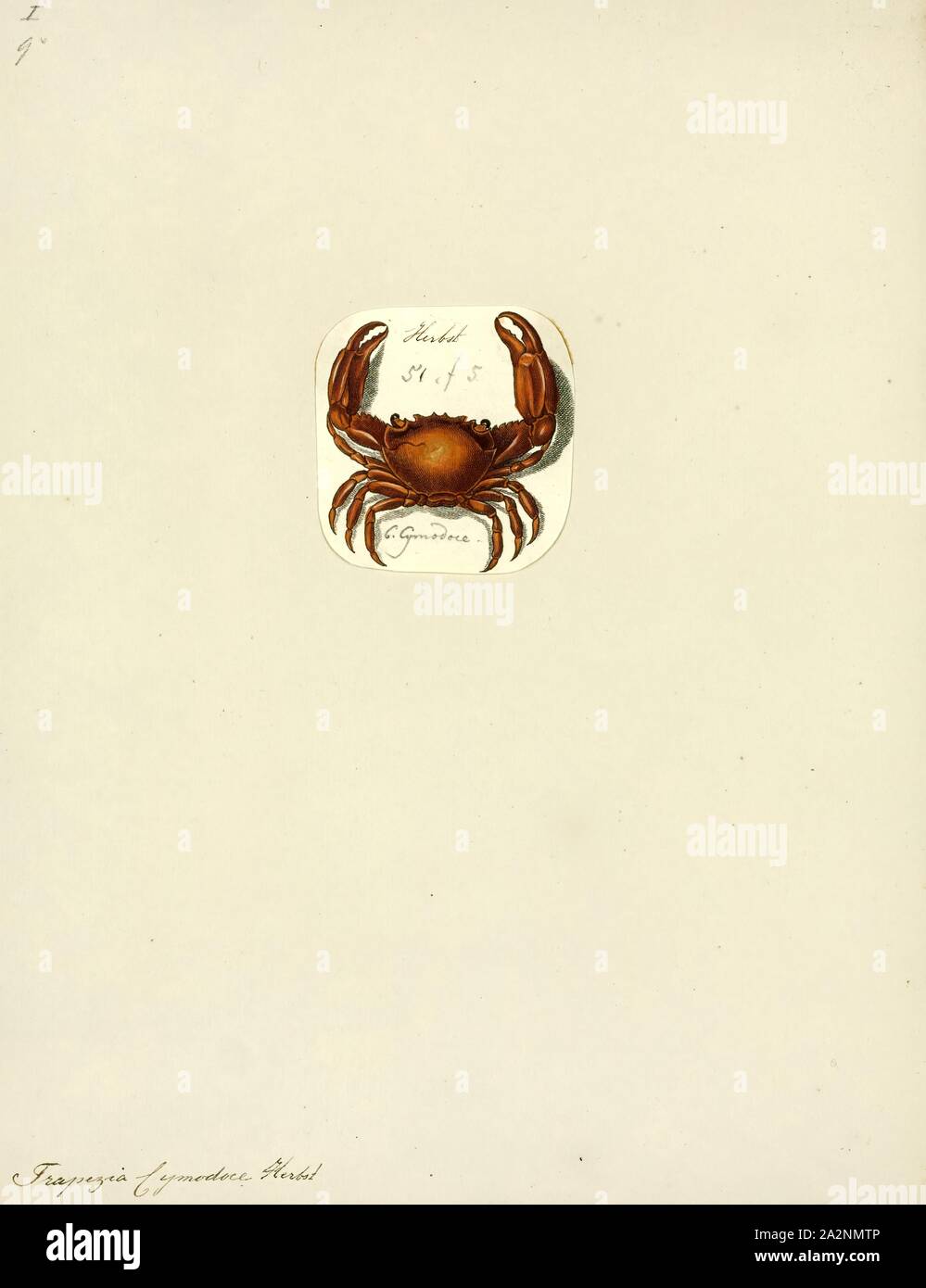 From predators hi-res stock photography and images - Alamy