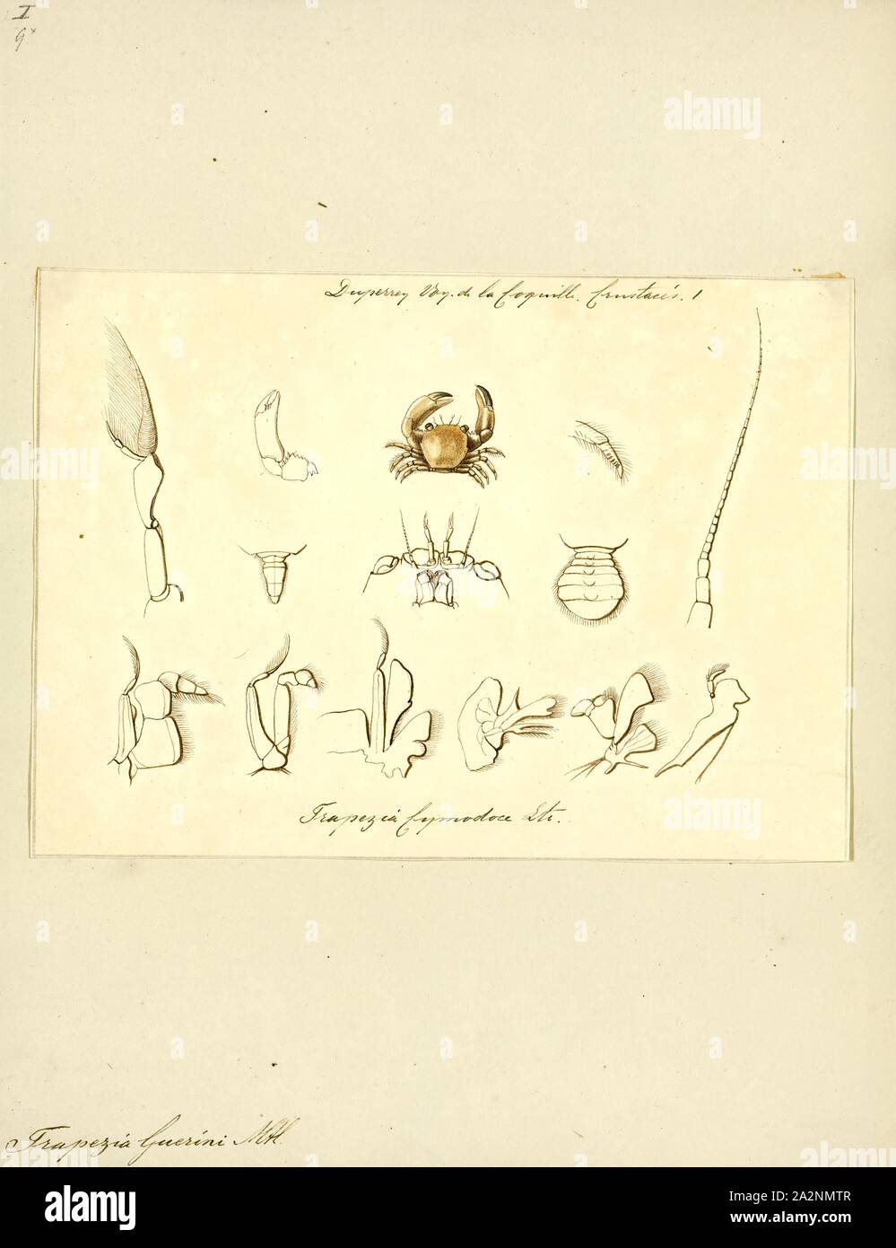 Trapezia guerini hi-res stock photography and images - Alamy