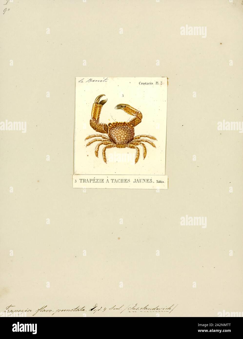 Flavopunctata hi-res stock photography and images - Alamy