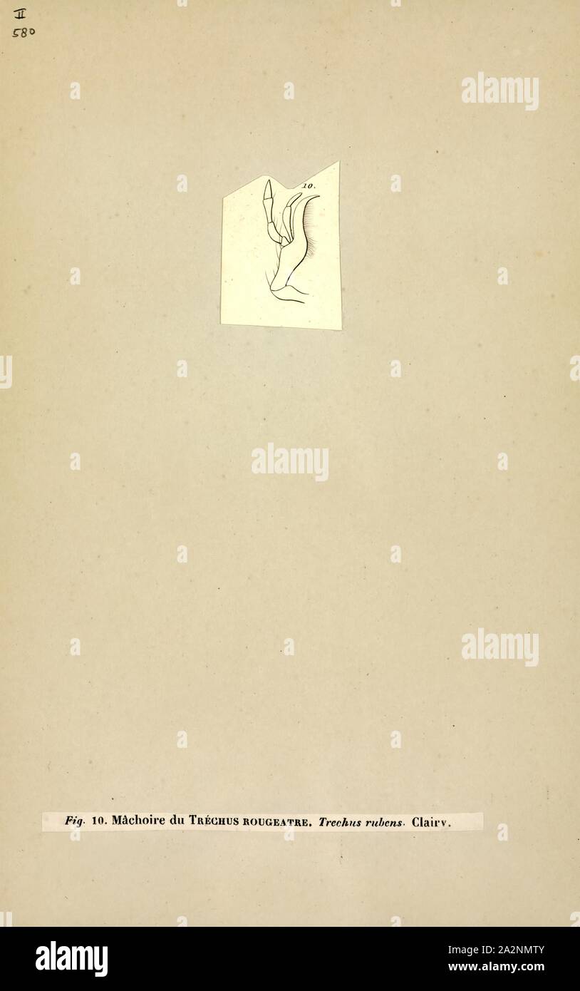 Trechus, Print, Trechus is a genus of ground beetle native to the ...
