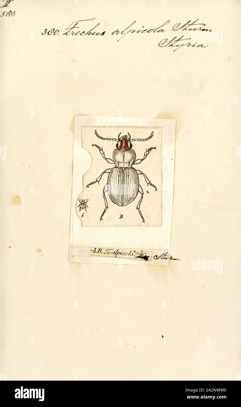Trechus, Print, Trechus is a genus of ground beetle native to the ...