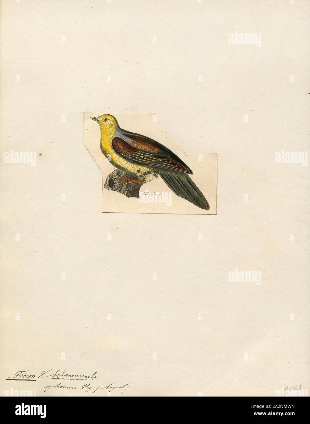 Treron sphenura, Print, The wedge-tailed green pigeon or Kokla green ...
