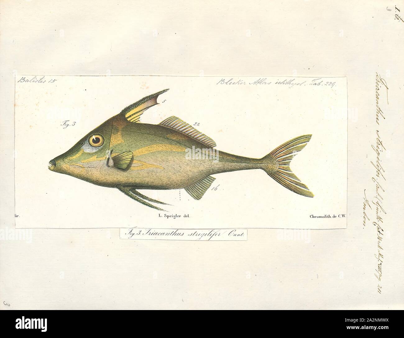 Triacanthus strigilifer hi-res stock photography and images - Alamy