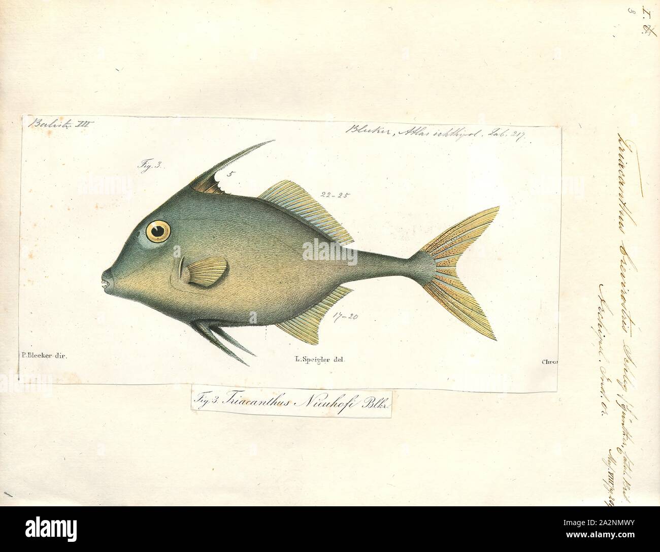 Triacanthus brevirostris hi-res stock photography and images - Alamy