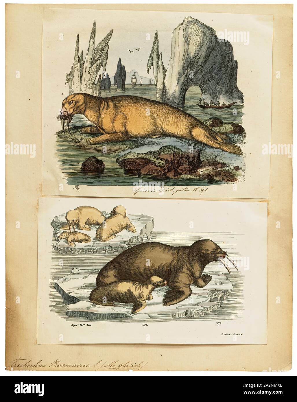 Trichechus rosmarus, Print, The walrus (Odobenus rosmarus) is a large ...