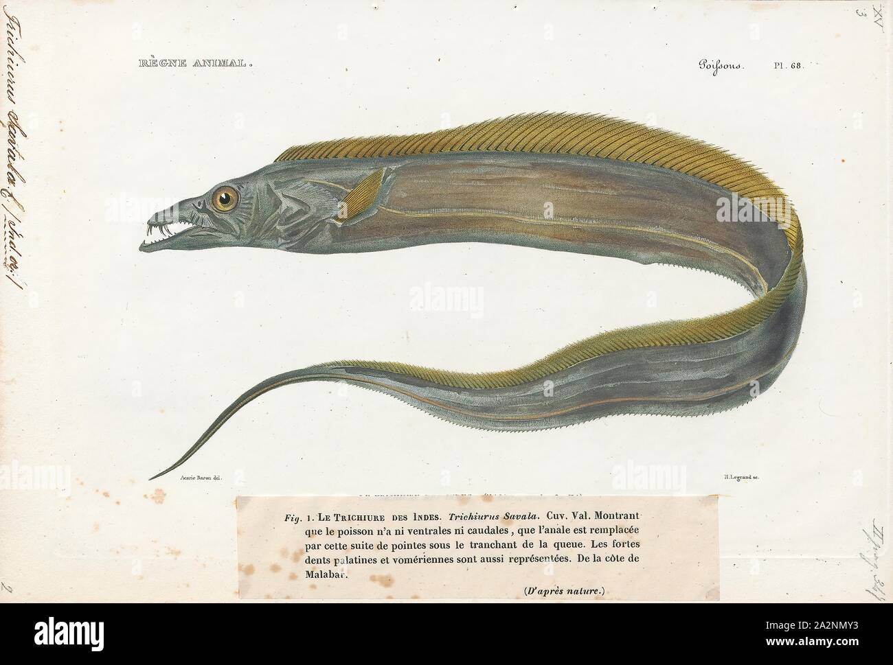 Savala hi-res stock photography and images - Alamy