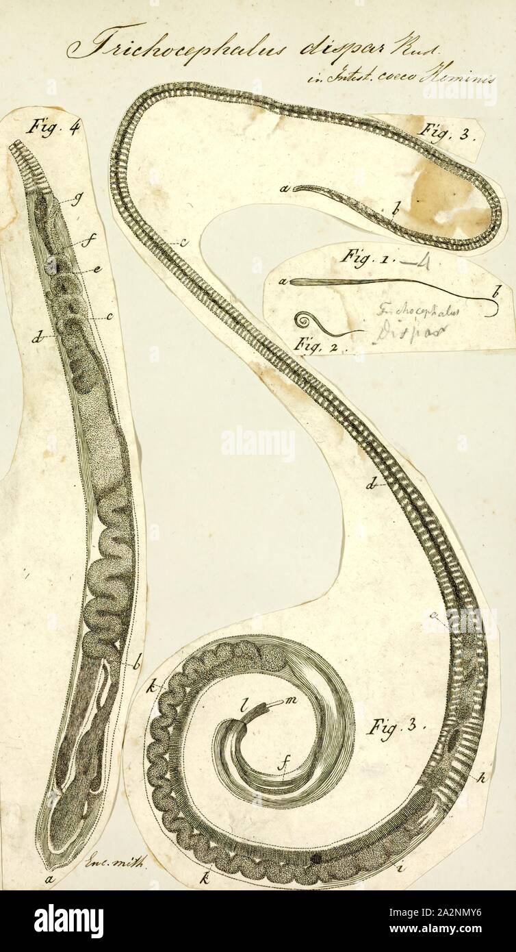 Trichocephalus dispar, Print Stock Photo - Alamy