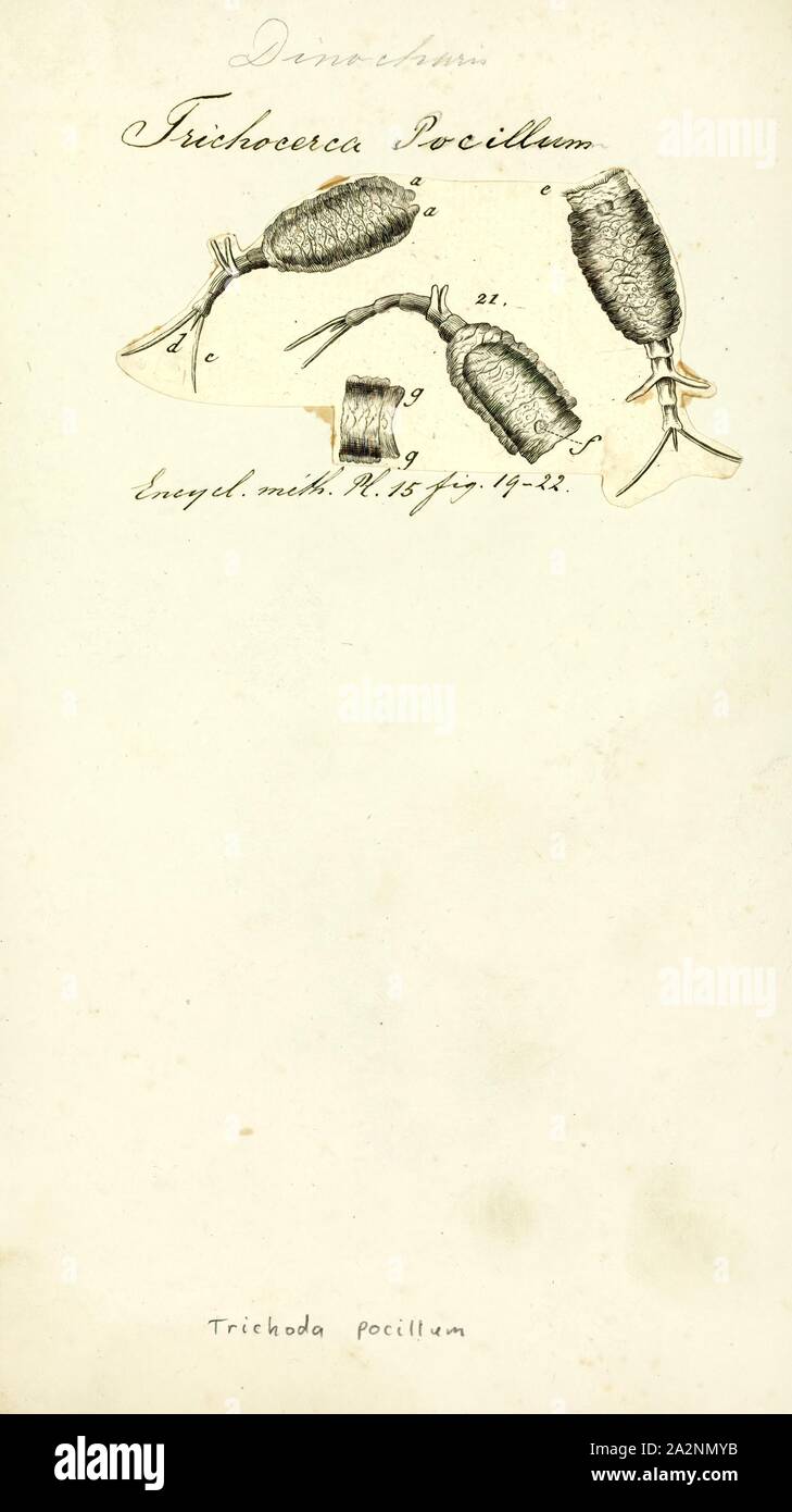 Trichocerca pocillum, Print Stock Photo - Alamy