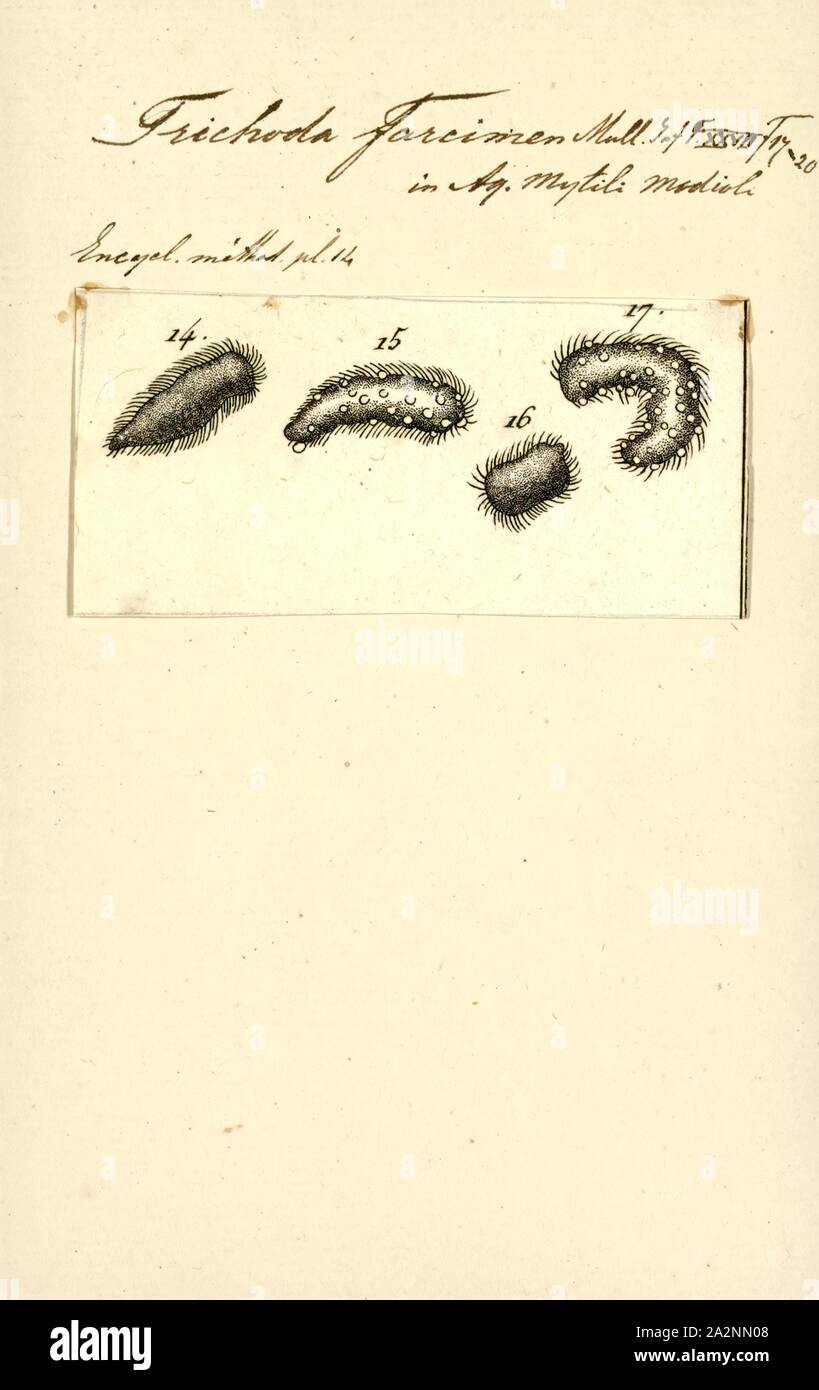 Trichoda farcimen, Print Stock Photo - Alamy